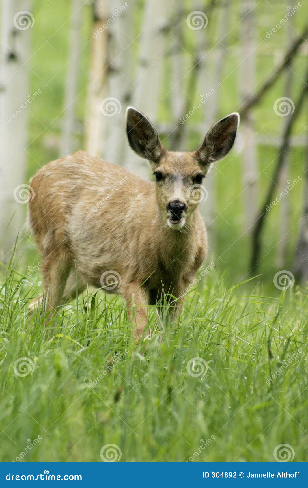 Fawn Walking in Mountain Forrest Stock Photo - Image of forrest, baby ...
