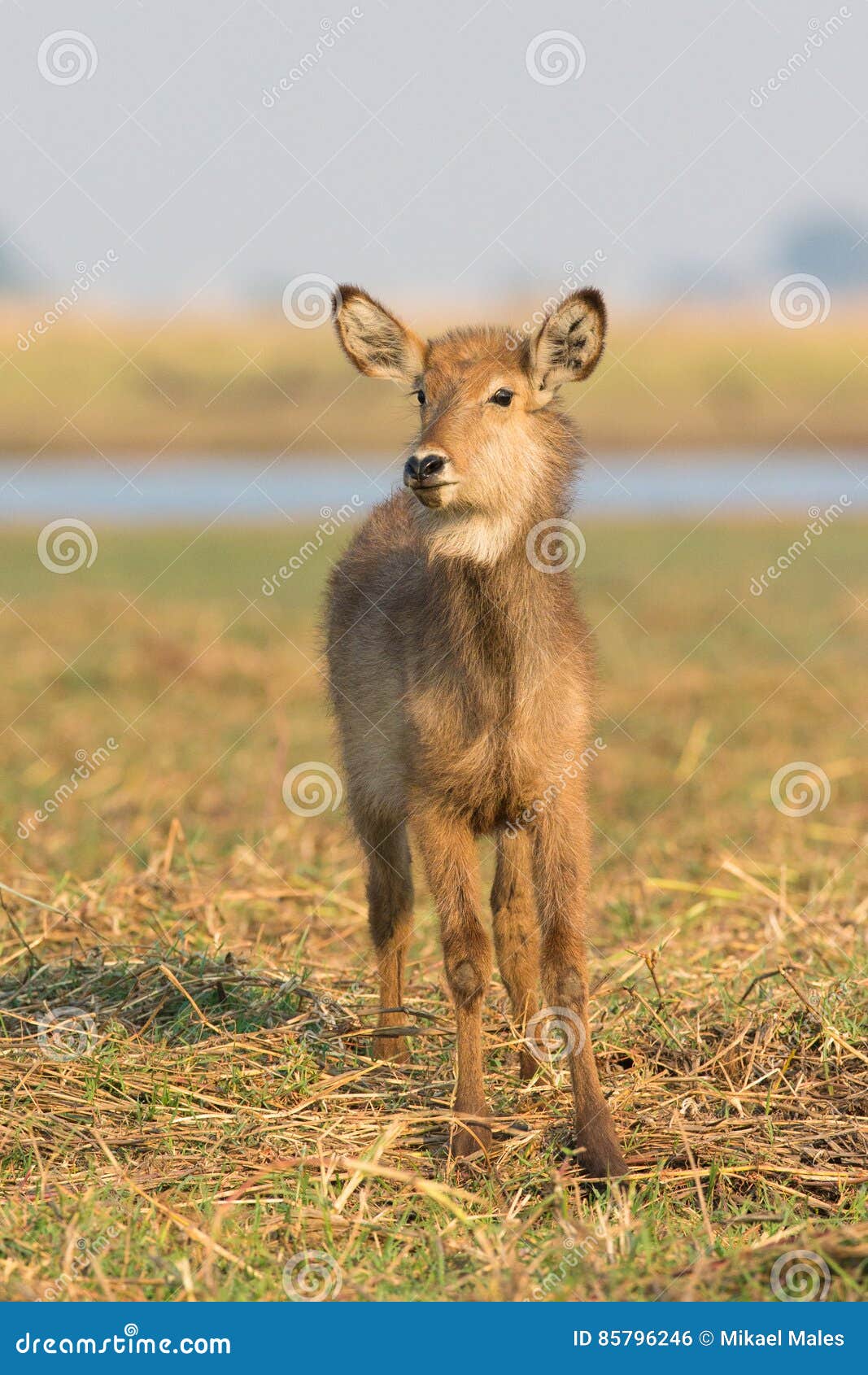 Fawn water buck profile stock photo. Image of long, fawn - 85796246