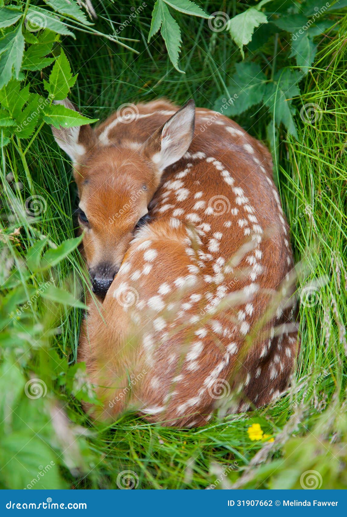 Fawn stock photo. Image of nature, spotted, resting, deer - 31907662