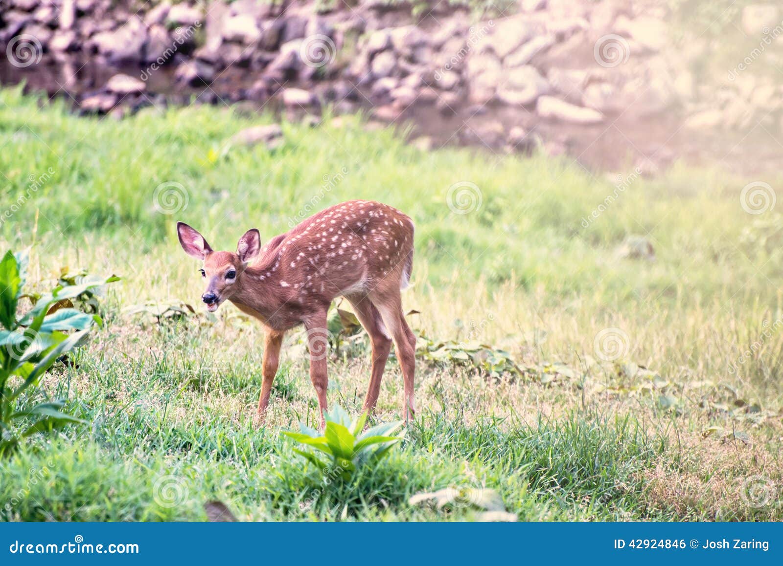 Fawn Whitetail Deer Eating from Field Stock Photo - Image of zaring ...
