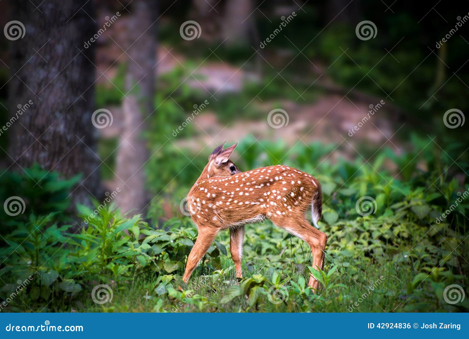 Fawn Whitetail Deer Looking Back Stock Photo - Image of deer, forest ...