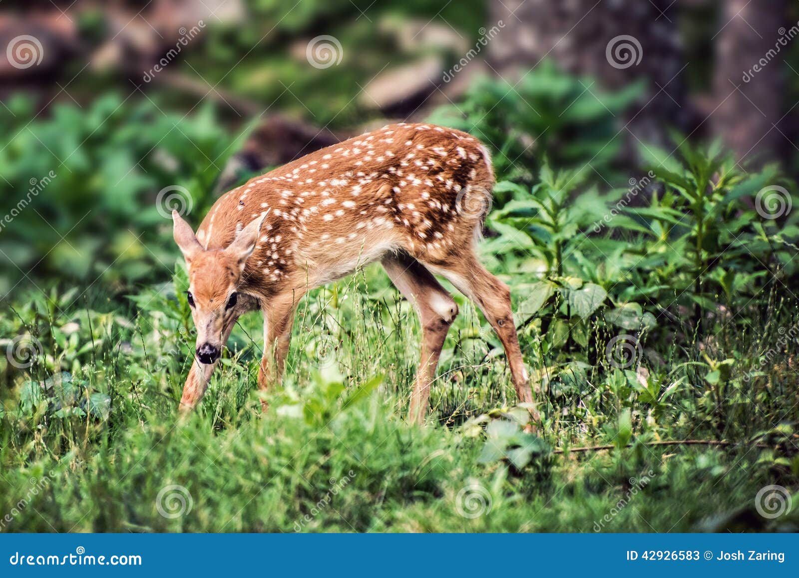 Fawn Whitetail Deer Looking Down Stock Image - Image of forest, nature ...