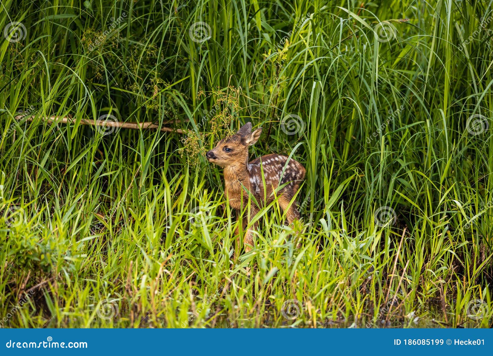 Fawn in the wild stock image. Image of park, buck, mammal - 186085199