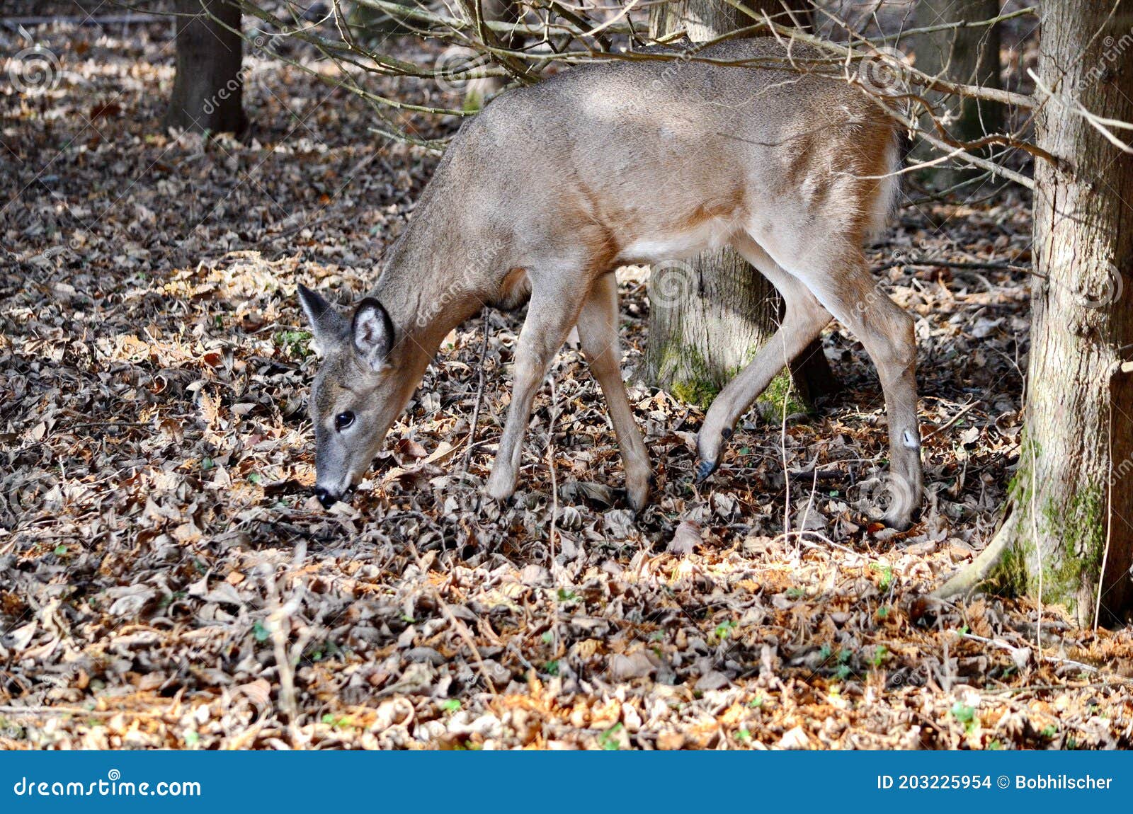 Fawn a Wild Young Deer in Fall Foliage Stock Photo - Image of lifestyle ...