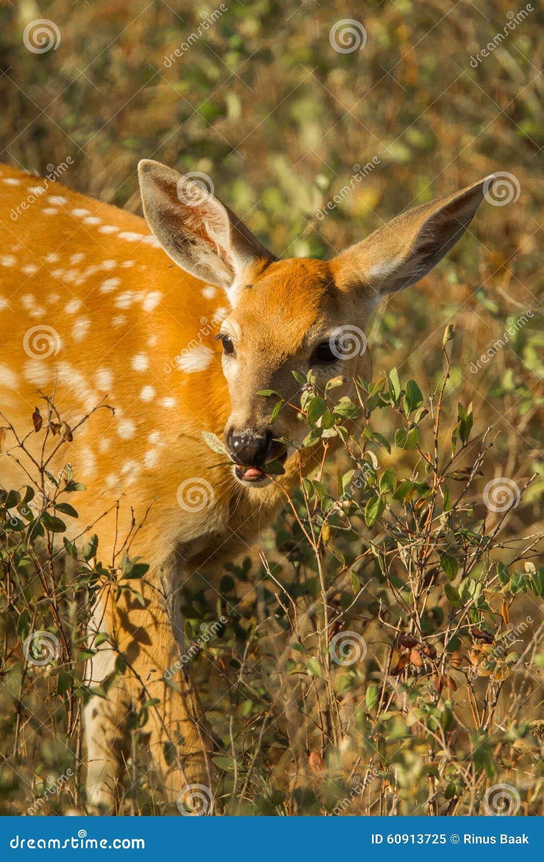 Fawn stock image. Image of foraging, whitetail, browsing - 60913725
