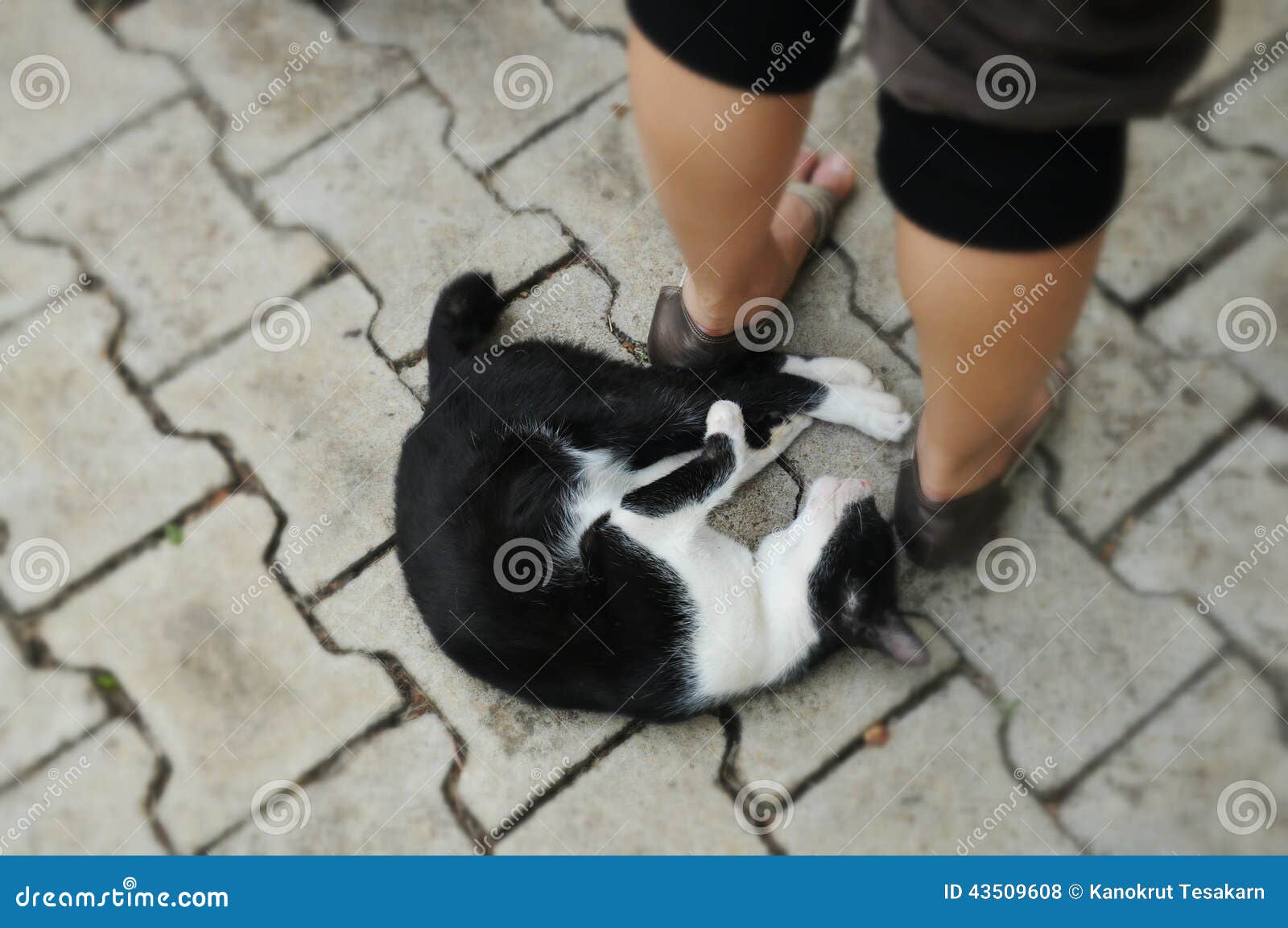 The fawning cat stock photo. Image of cute, meeting, fawning - 43509608