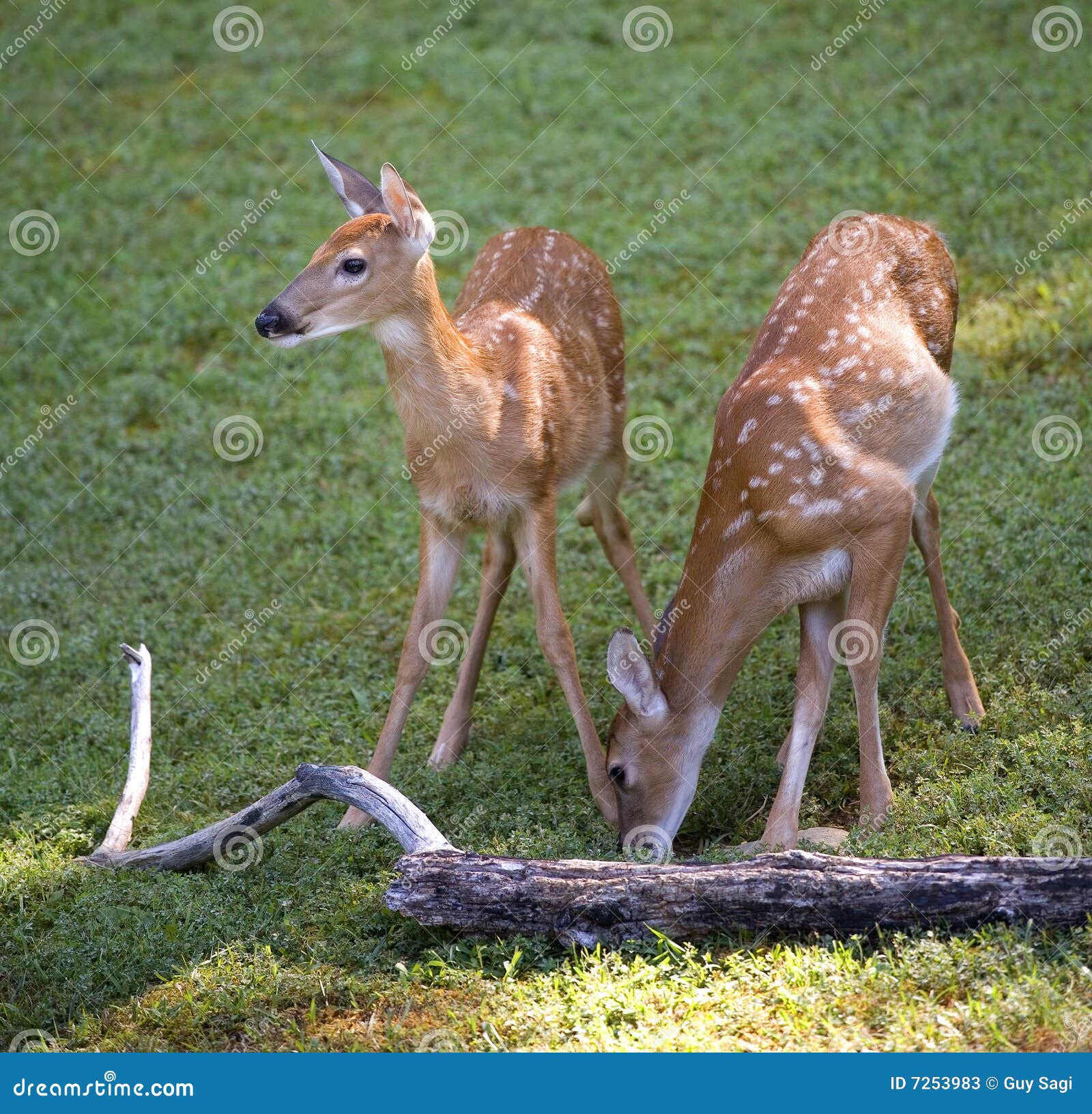 Fawns stock image. Image of spots, deer, fawn, pair, green - 7253983