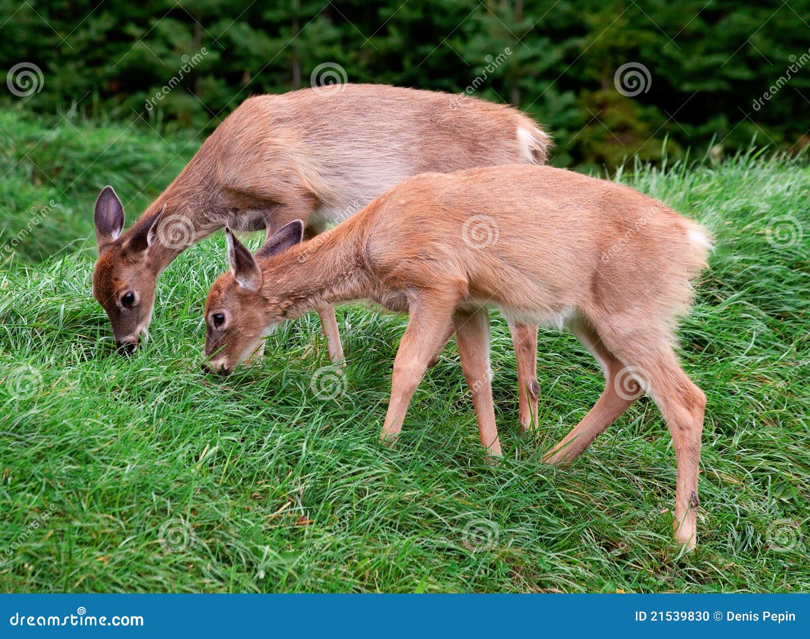 Fawns eating grass stock photo. Image of fawns, nature - 21539830
