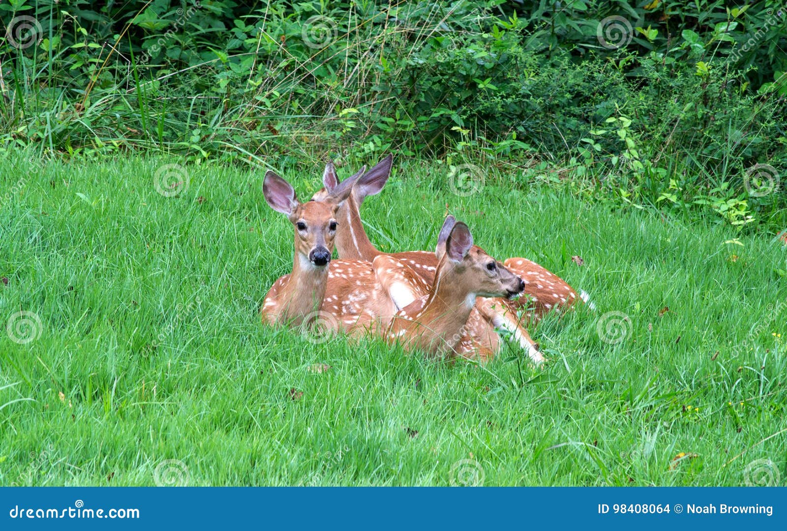 Fawns at rest stock photo. Image of virginia, deer, evening - 98408064
