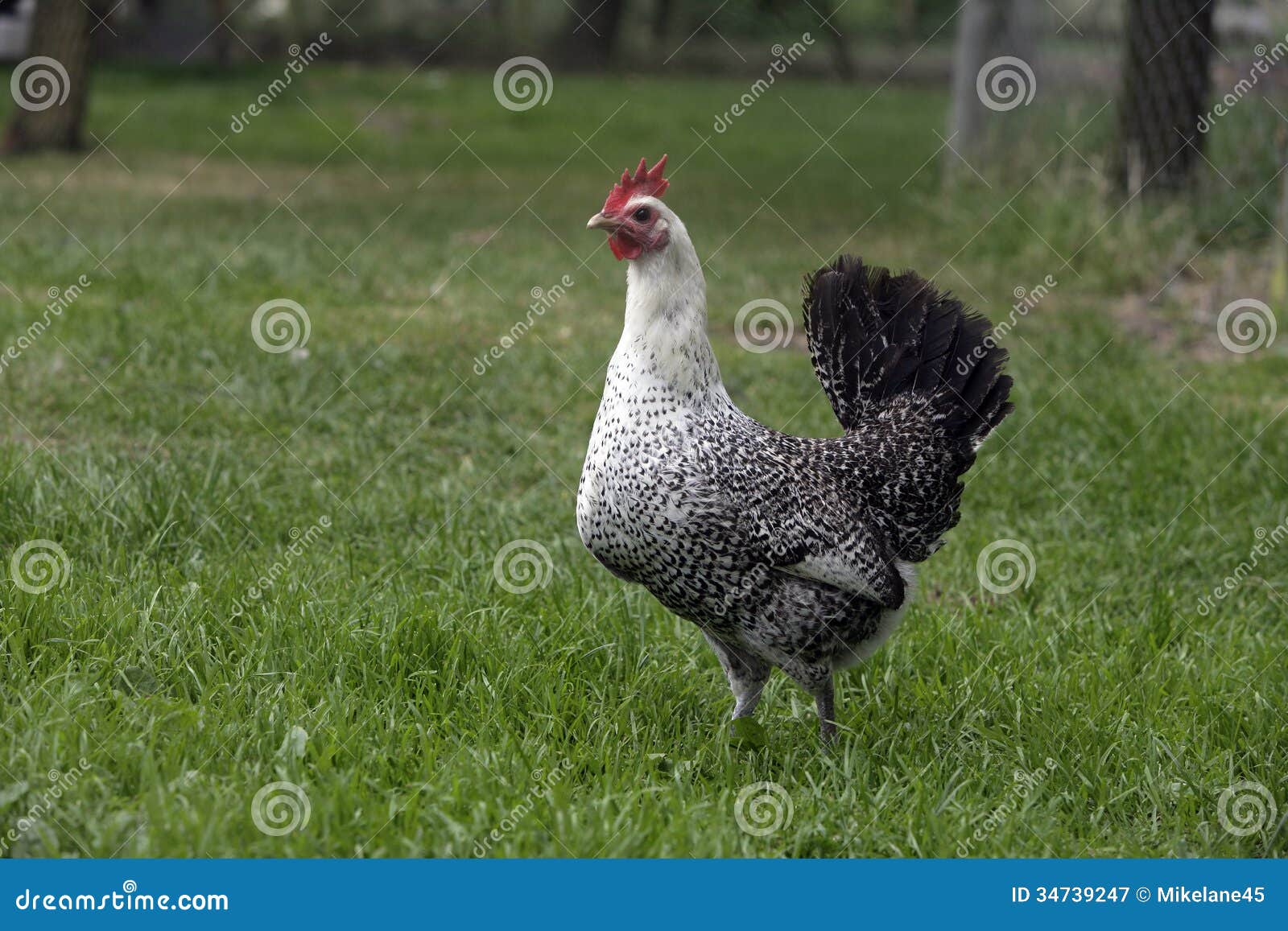 Fayoumi imagen de archivo. Imagen de gallo, prado, ganado - 34739247