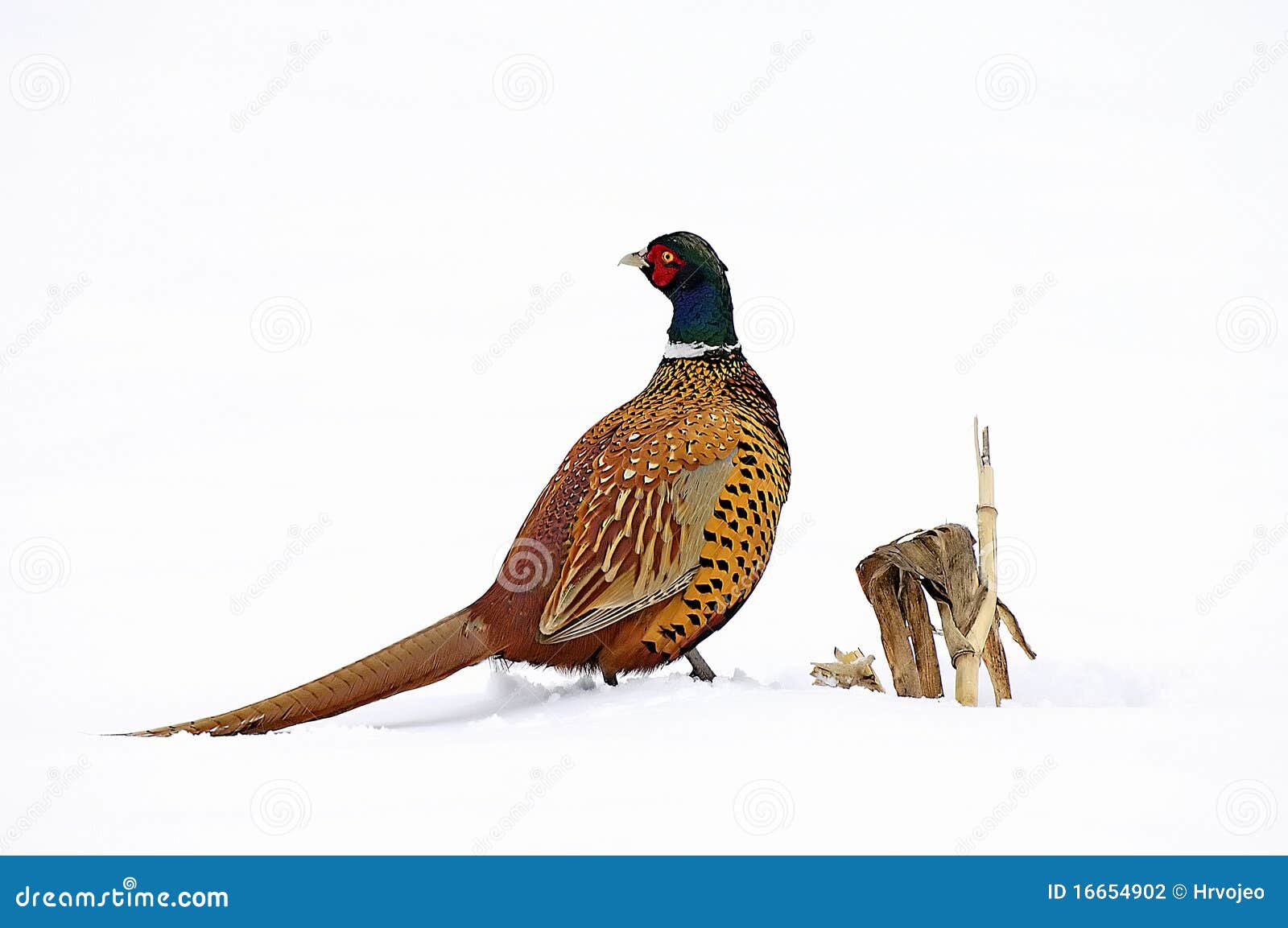 Fazant stock foto. Image of wild, mannetje, dier, vogel - 16654902