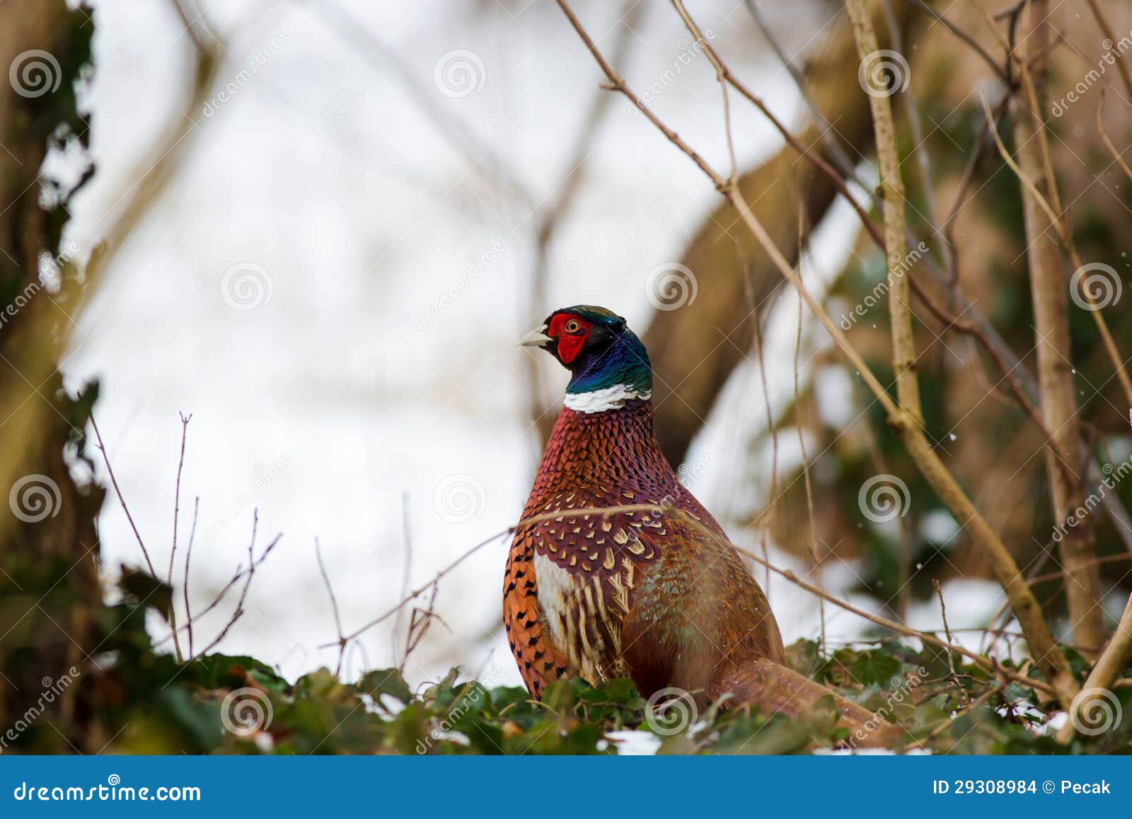 Fazant stock foto. Image of mannetje, portret, dier, gekleurd - 29308984