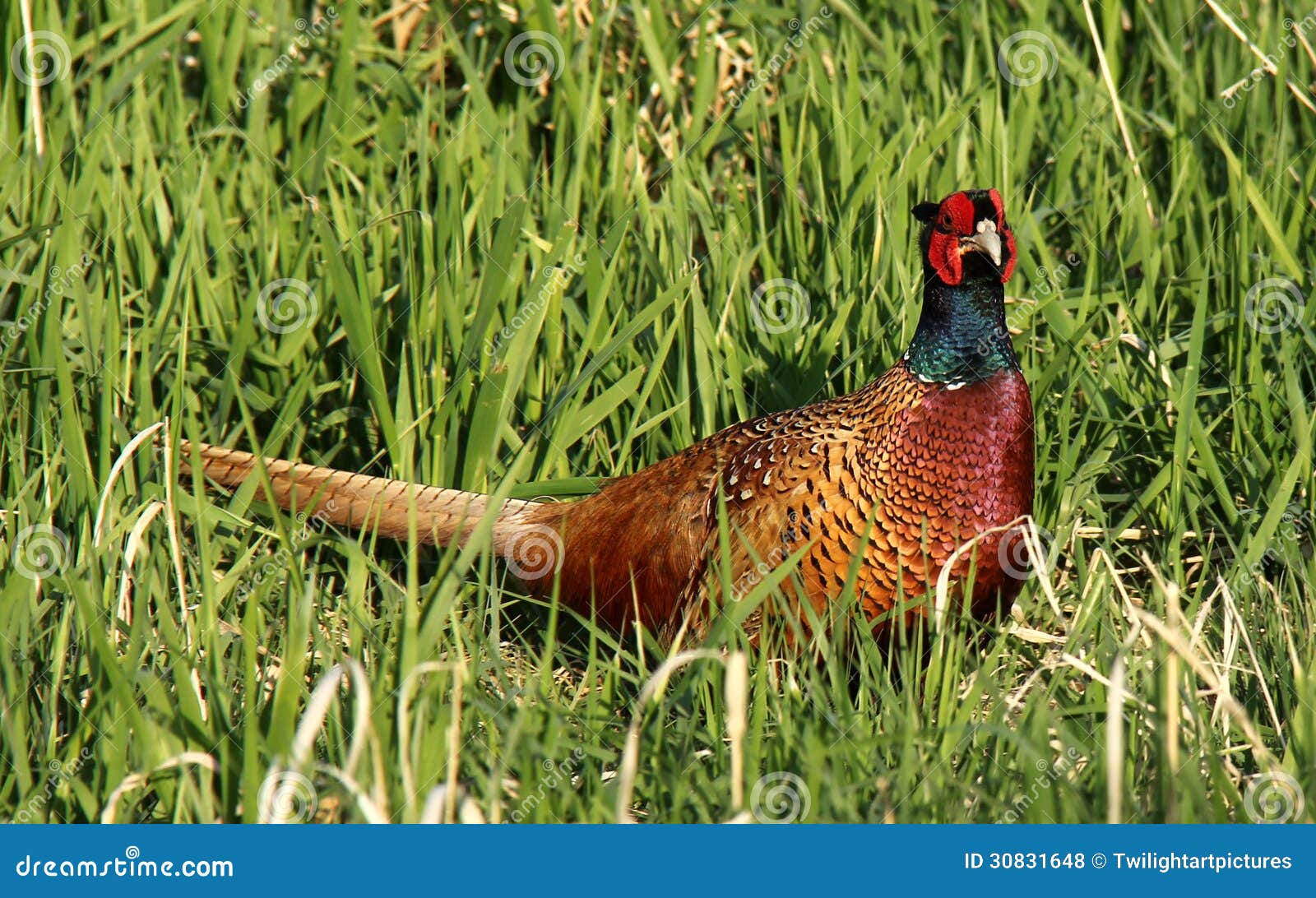 Fazant stock foto. Image of ruimte, wild, fazant, vogel - 30831648