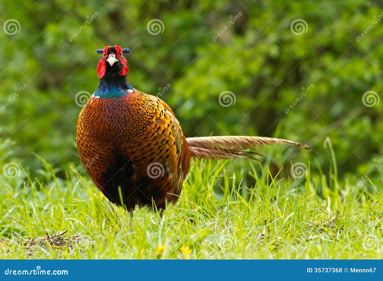 Fazant stock foto. Image of sluit, nave, dier, keuken - 35737368