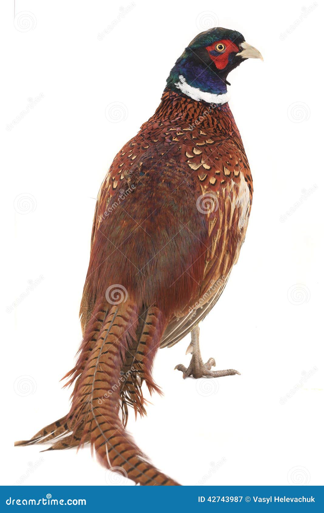 Fazant stock afbeelding. Image of fazant, spel, bruin - 42743987