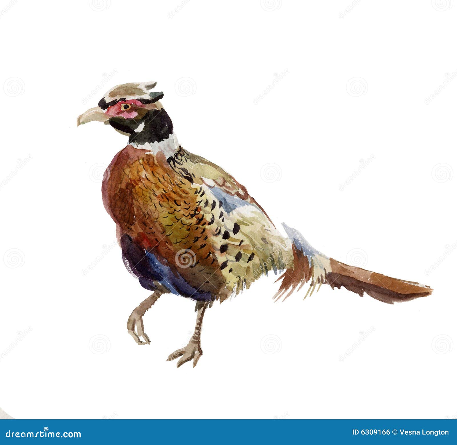 Fazant stock illustratie. Illustration of fazant, mannetje - 6309166