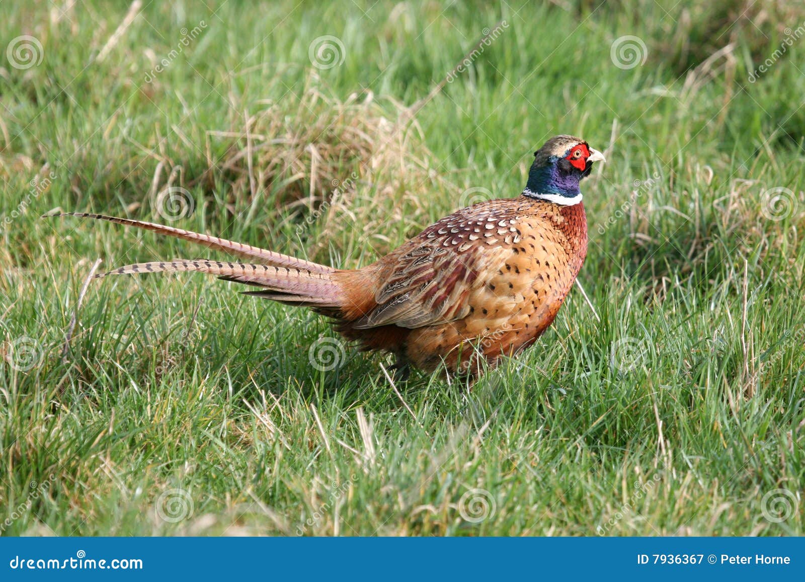Fazant stock afbeelding. Image of weide, vogel, wild, landbouwbedrijf ...