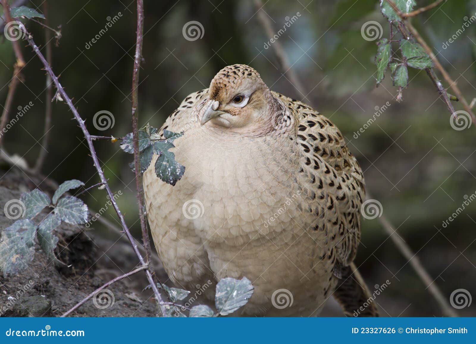 Fazant (colchicus Phasianus) Stock Foto - Image of jacht, wild: 23327626
