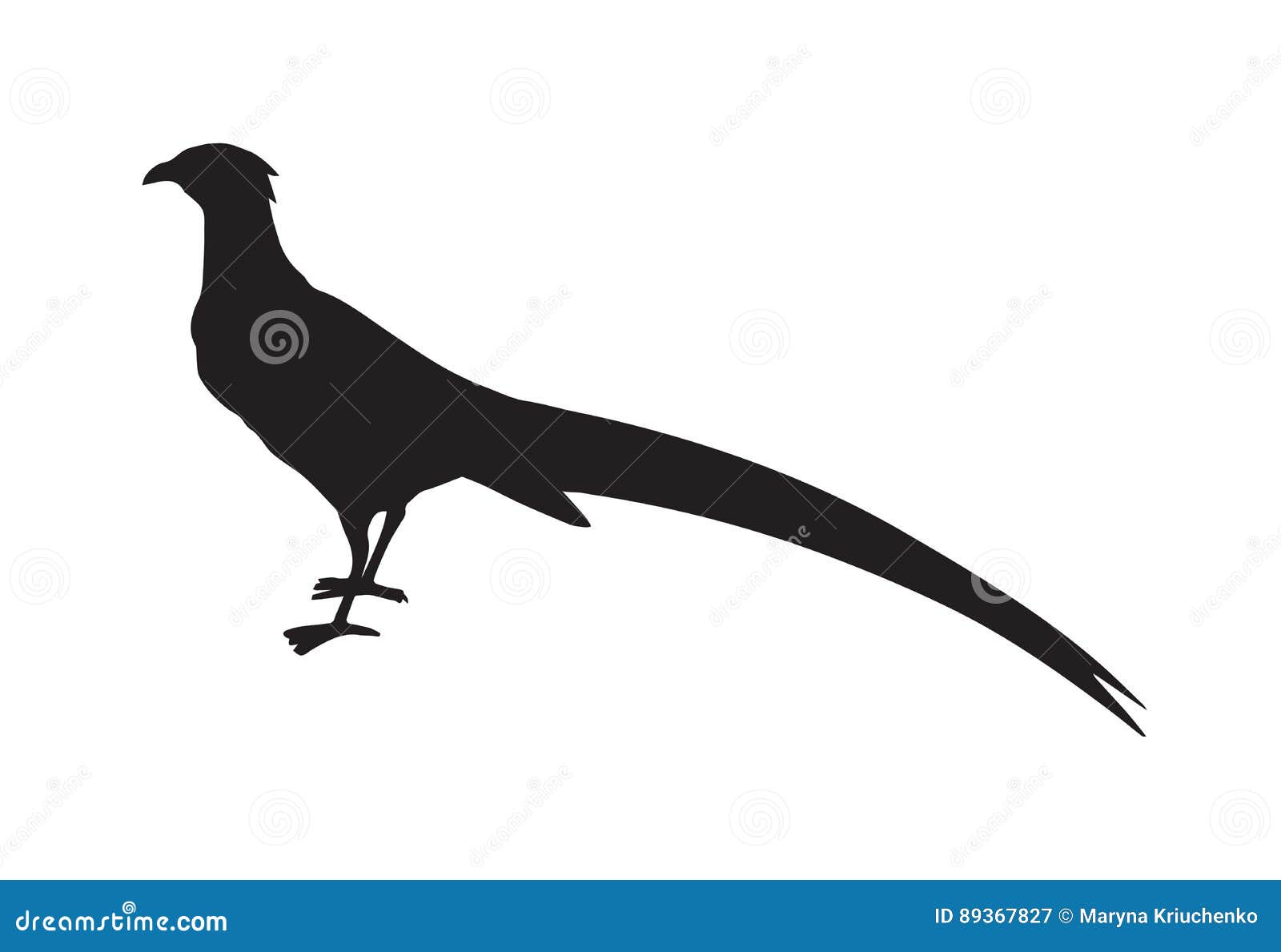 Fazant Vector tekening vector illustratie. Illustration of doekje ...