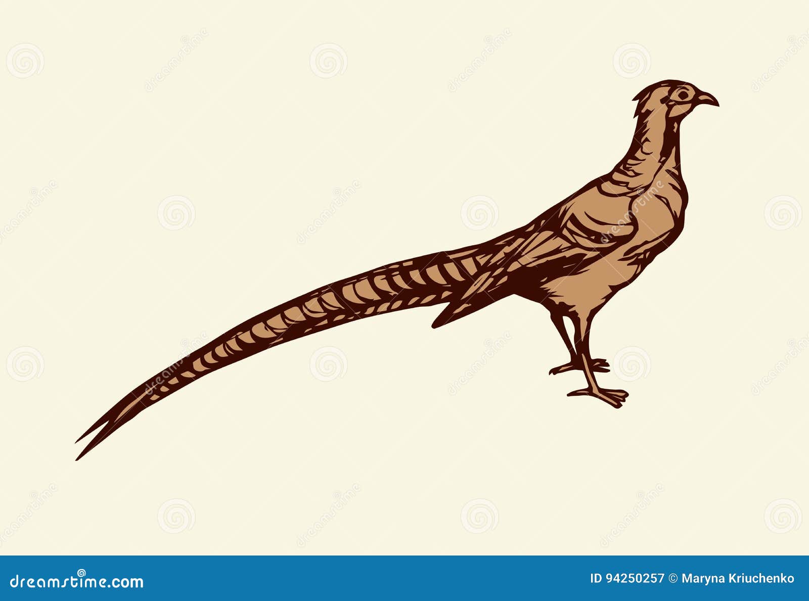 Fazant Vector tekening vector illustratie. Illustration of illustratie ...