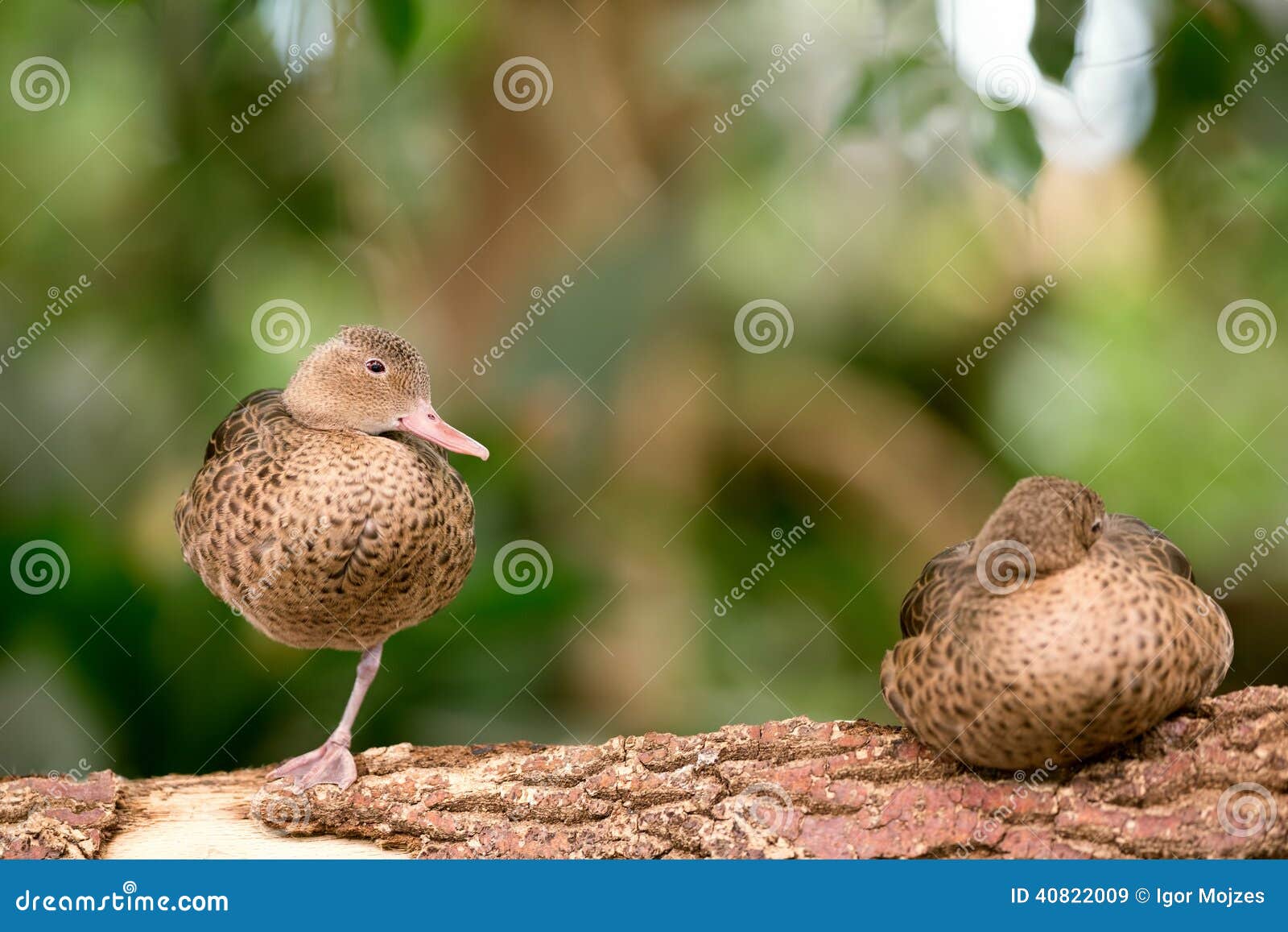 Fazanten stock afbeelding. Image of sinaasappel, nave - 40822009