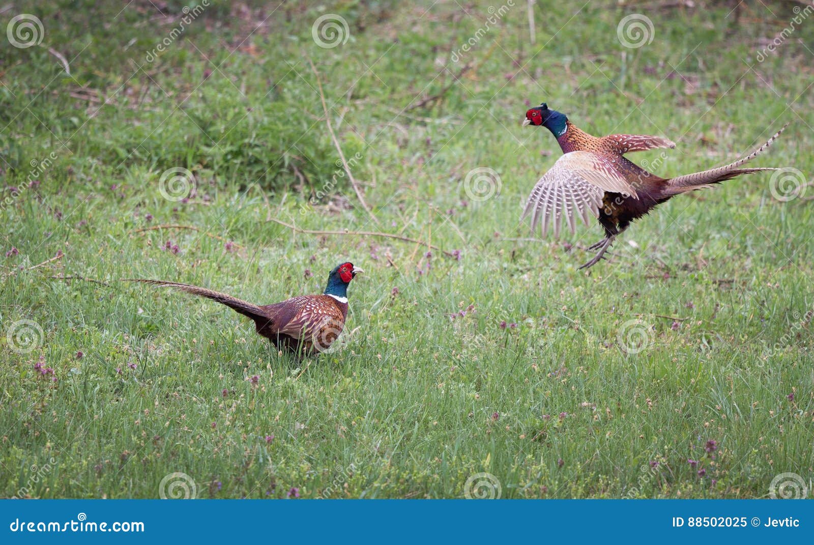 Fazanten Die in Aard Vechten Stock Afbeelding - Image of nave, vliegen ...