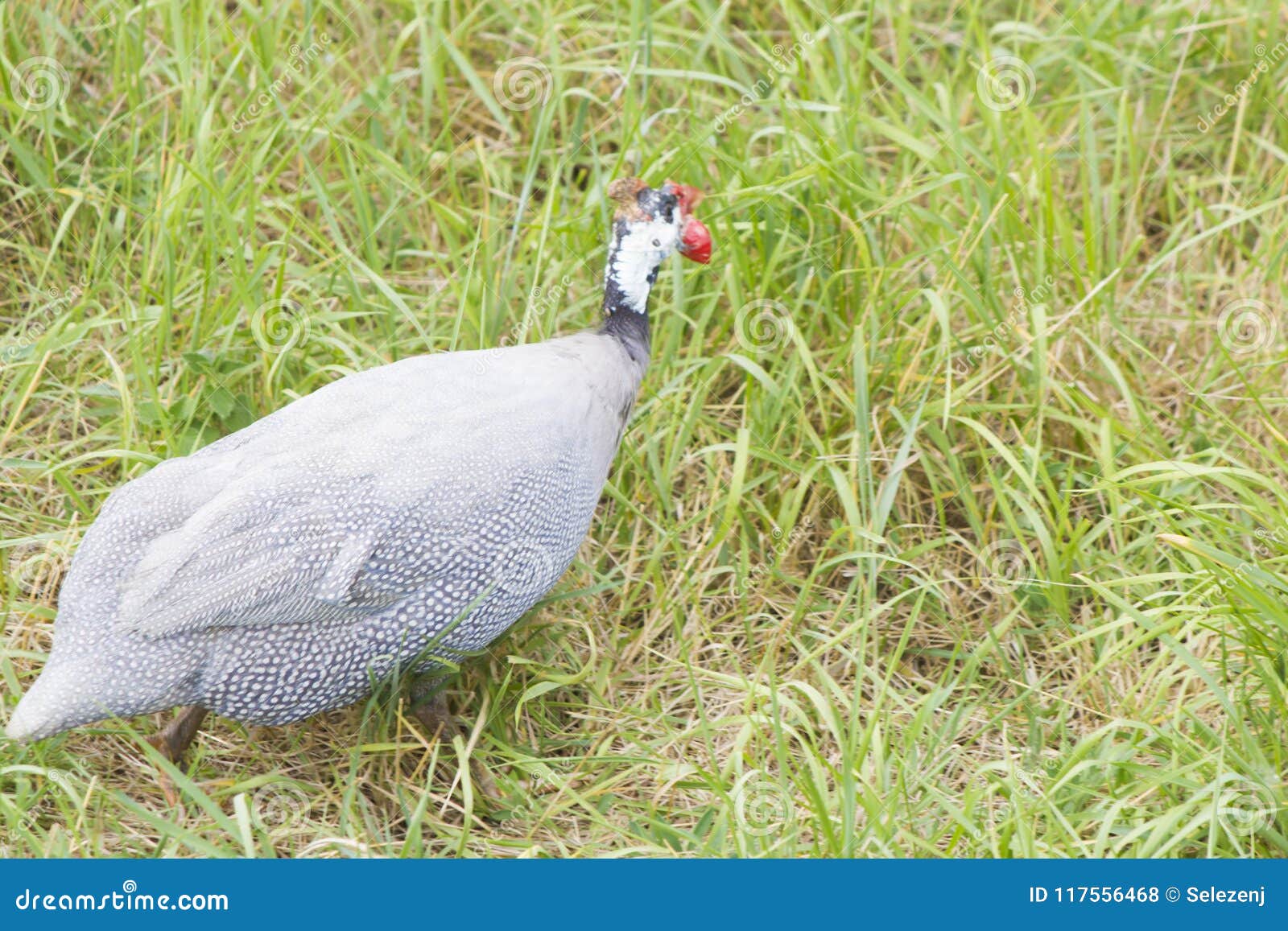Fazanten op gang stock foto. Image of kleur, hoofd, fazanten - 117556468