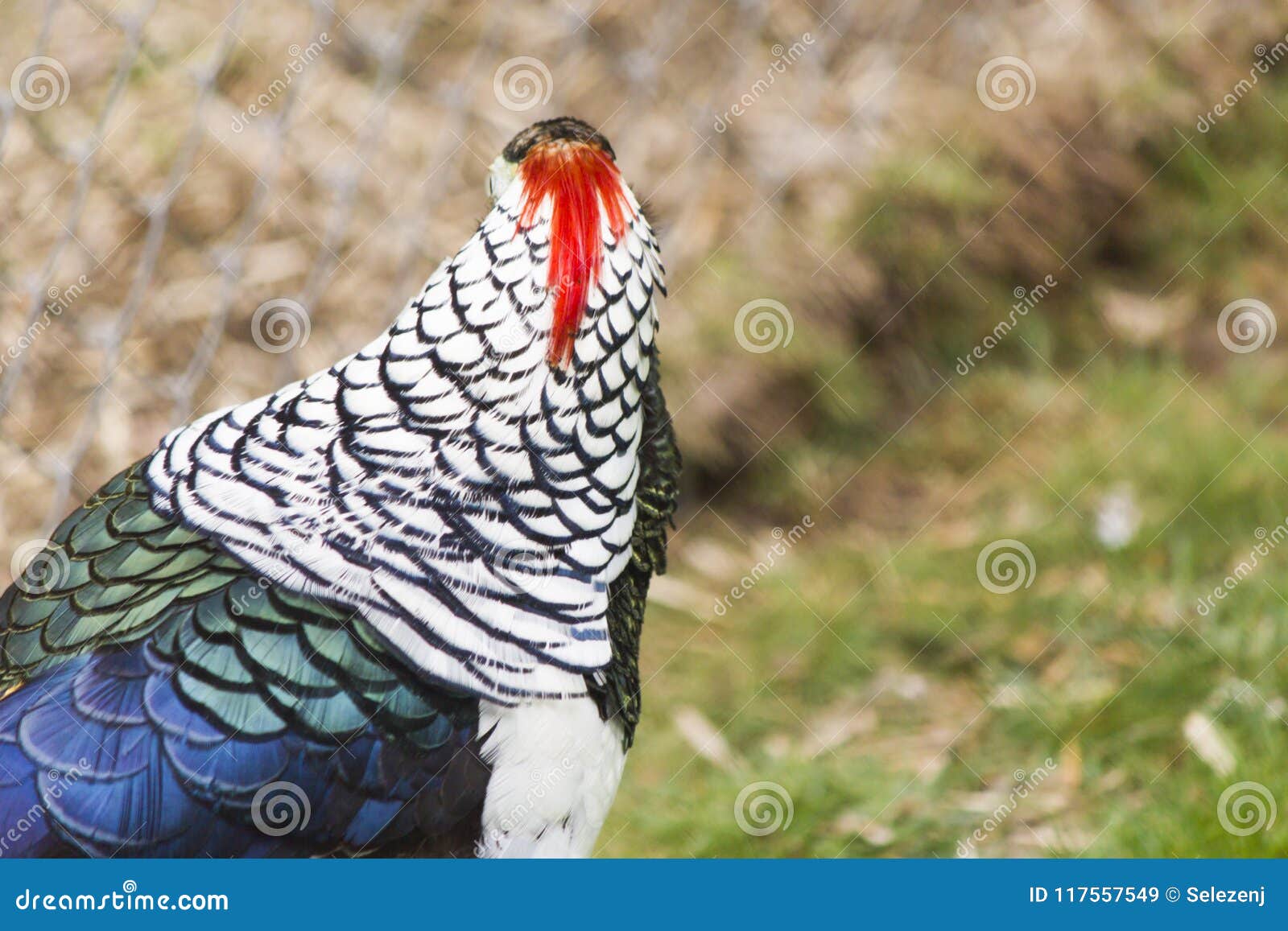 Fazanten op gang stock afbeelding. Image of exotisch - 117557549