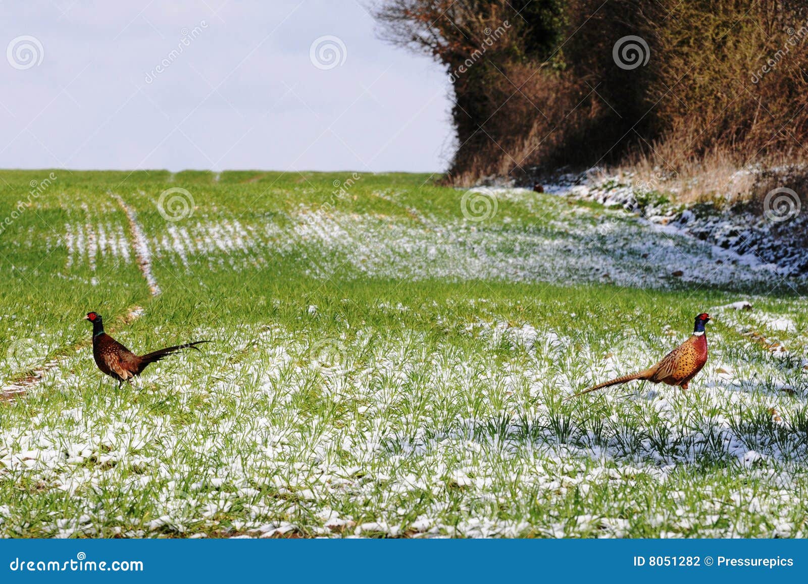 Fazanten in SneeuwDawn stock foto. Image of winter, gras - 8051282