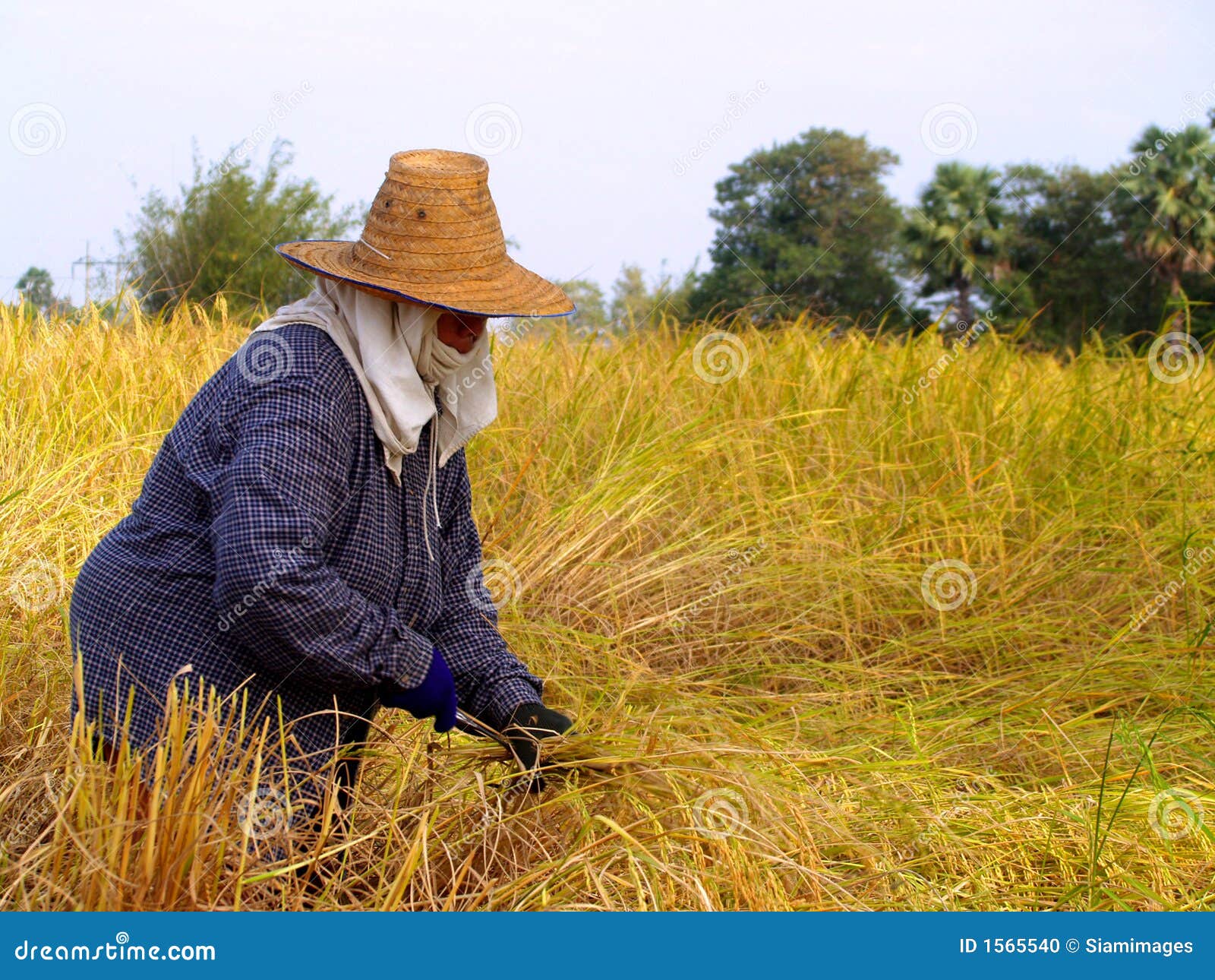 Fazendeiro 01 foto de stock. Imagem de rural, alimento - 1565540