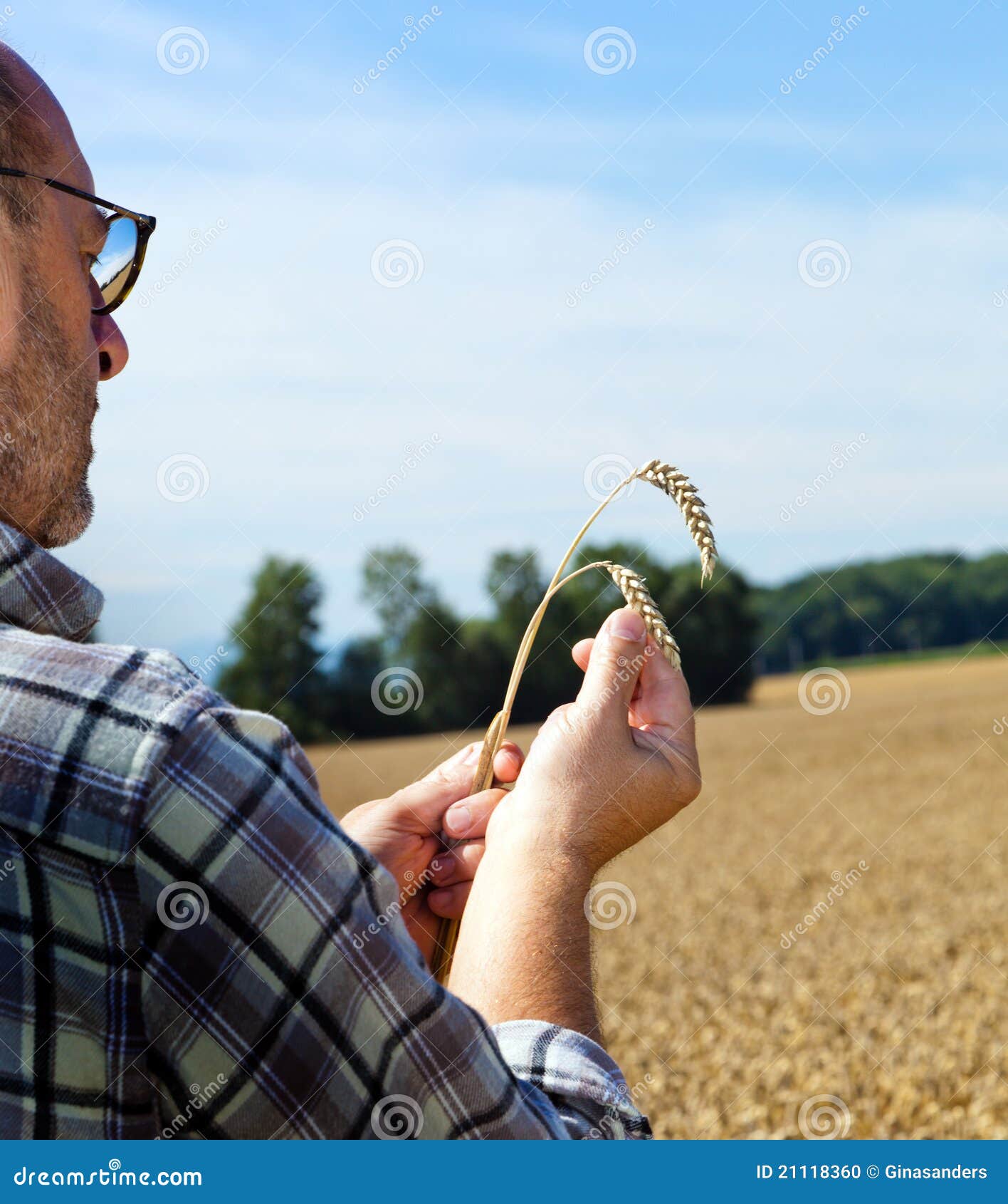 Fazendeiro Em Um Campo De Trigo Foto de Stock - Imagem de orelha ...
