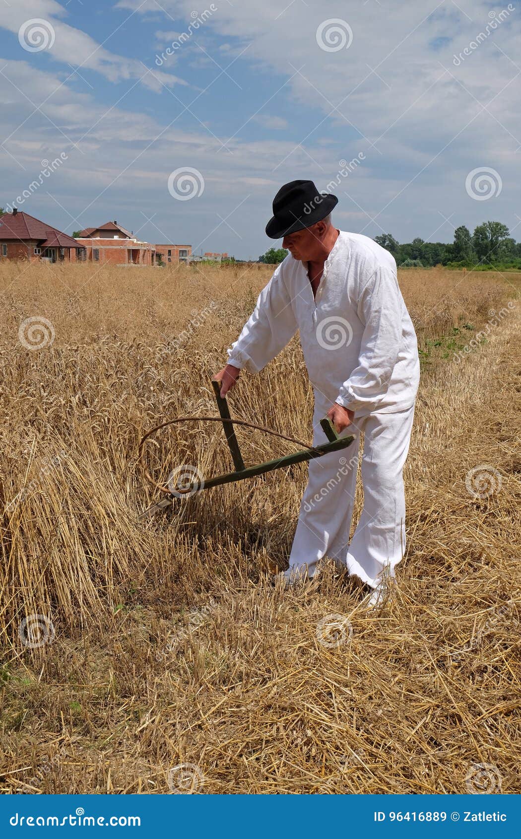 Fazendeiro Que Colhe O Trigo Com Foice Imagem de Stock Editorial ...