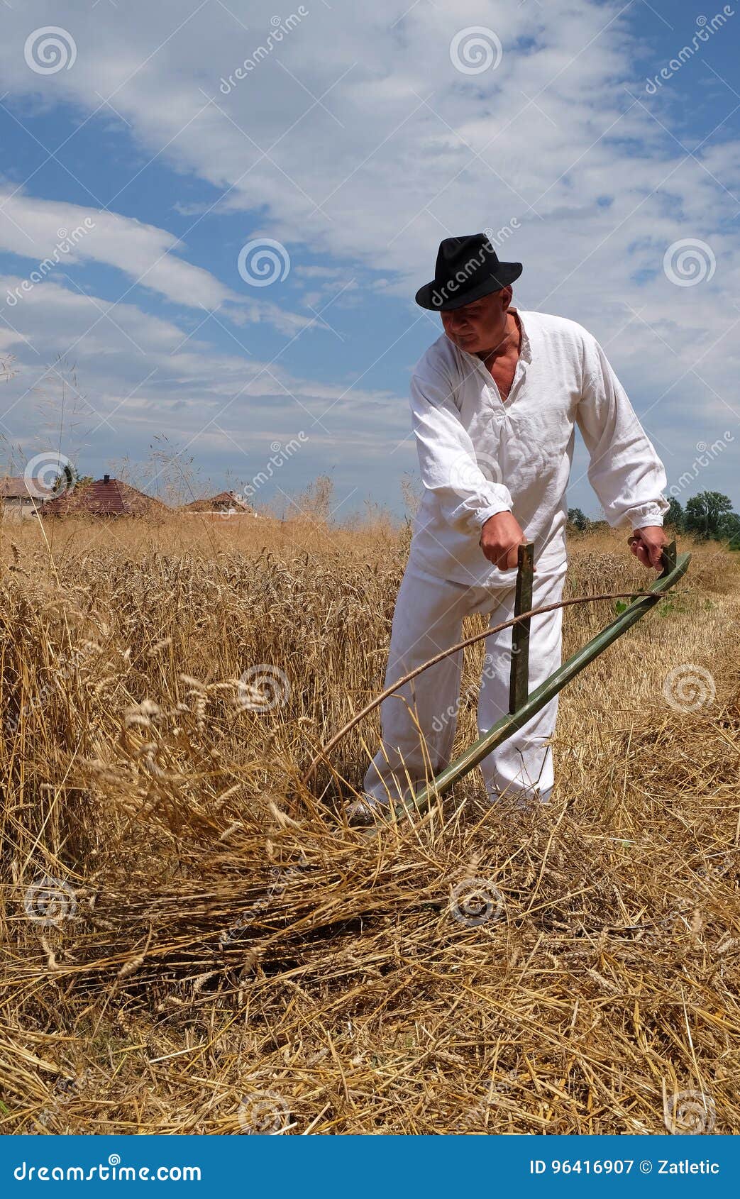 Fazendeiro Que Colhe O Trigo Com Foice Fotografia Editorial - Imagem de ...