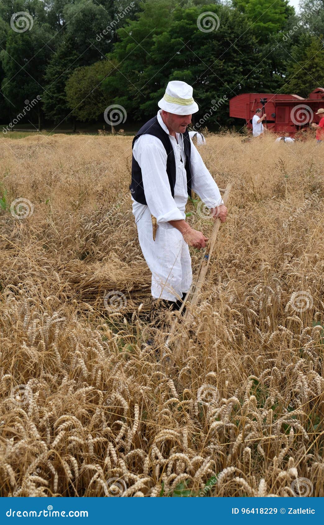 Fazendeiro Que Colhe O Trigo Com Foice Imagem de Stock Editorial ...