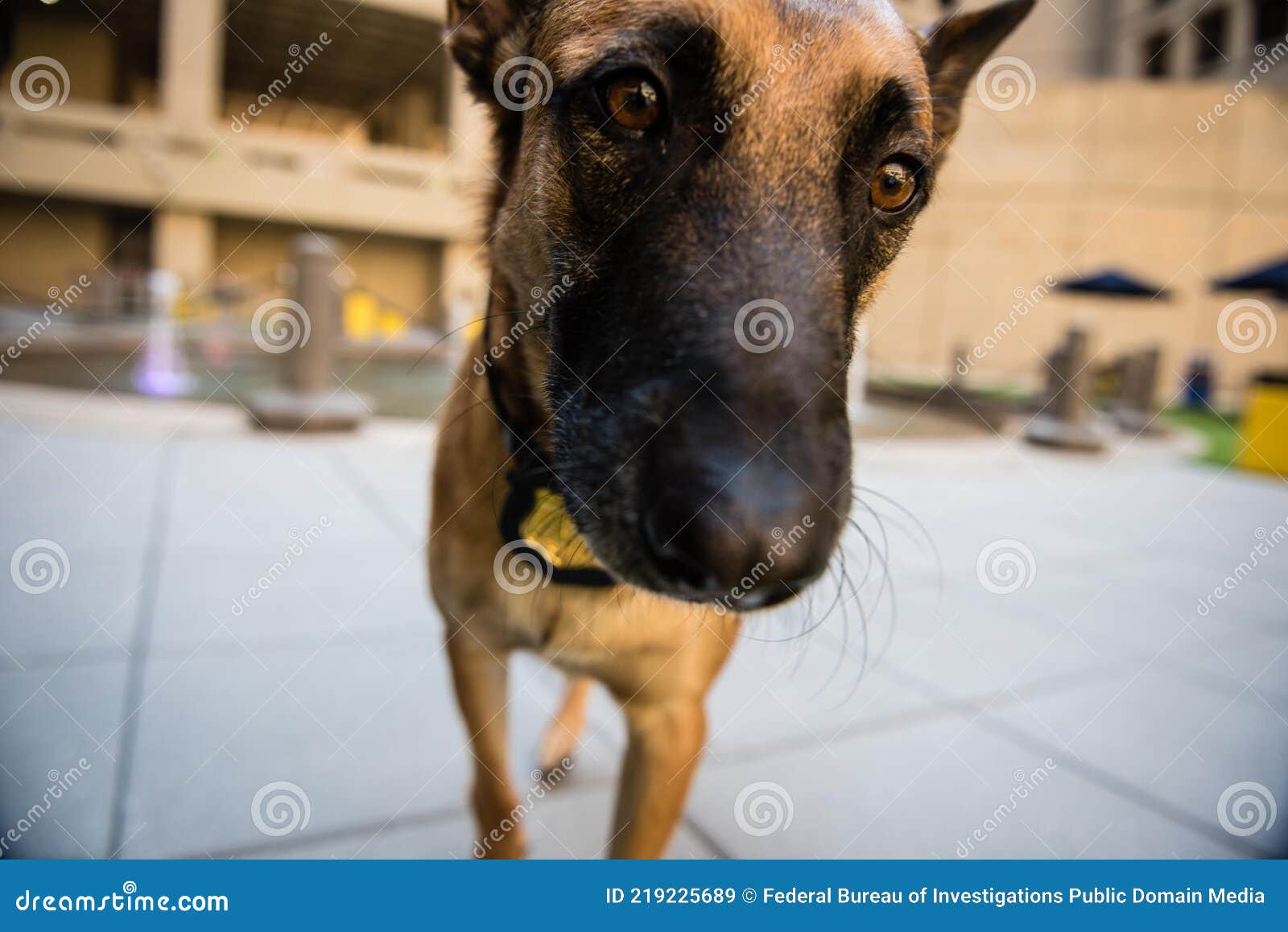 FBI Police K9 Picture. Image: 219225689