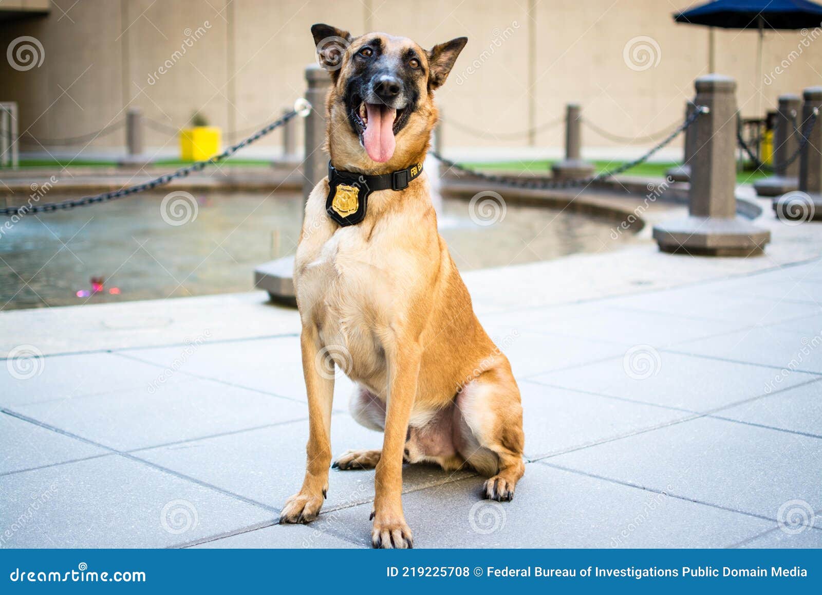 FBI Police K9 Picture. Image: 219225708
