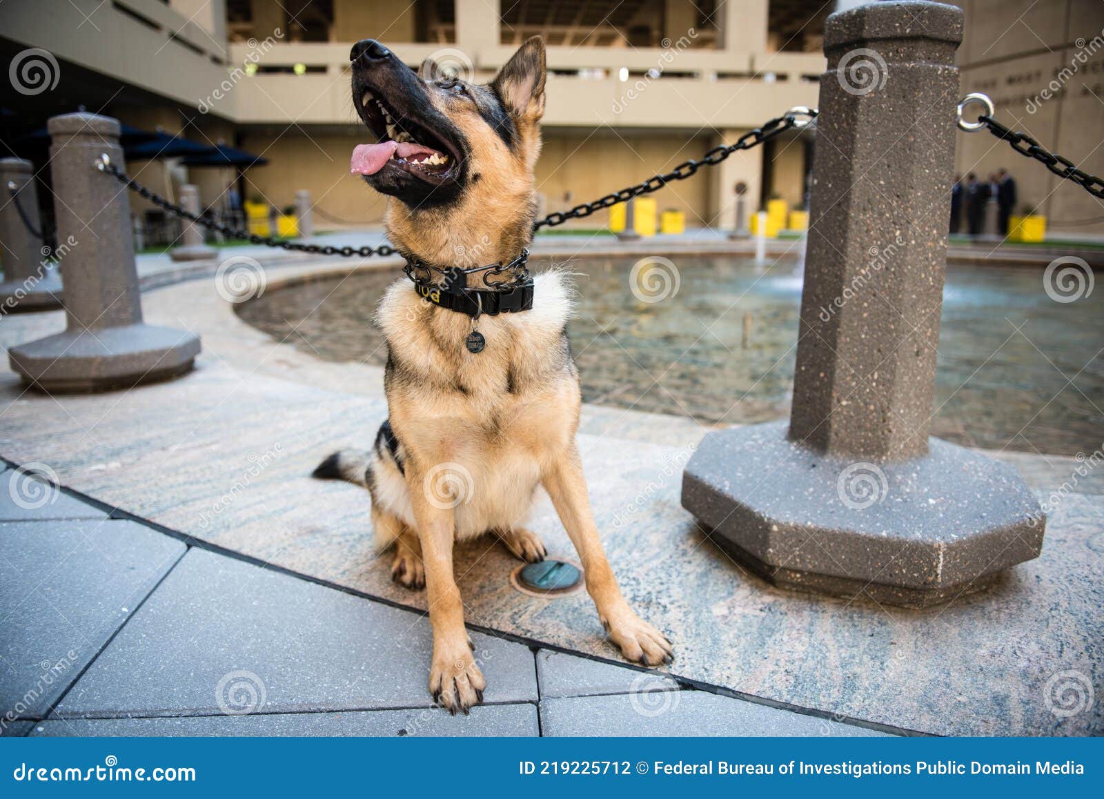 FBI Police K9 Picture. Image: 219225712