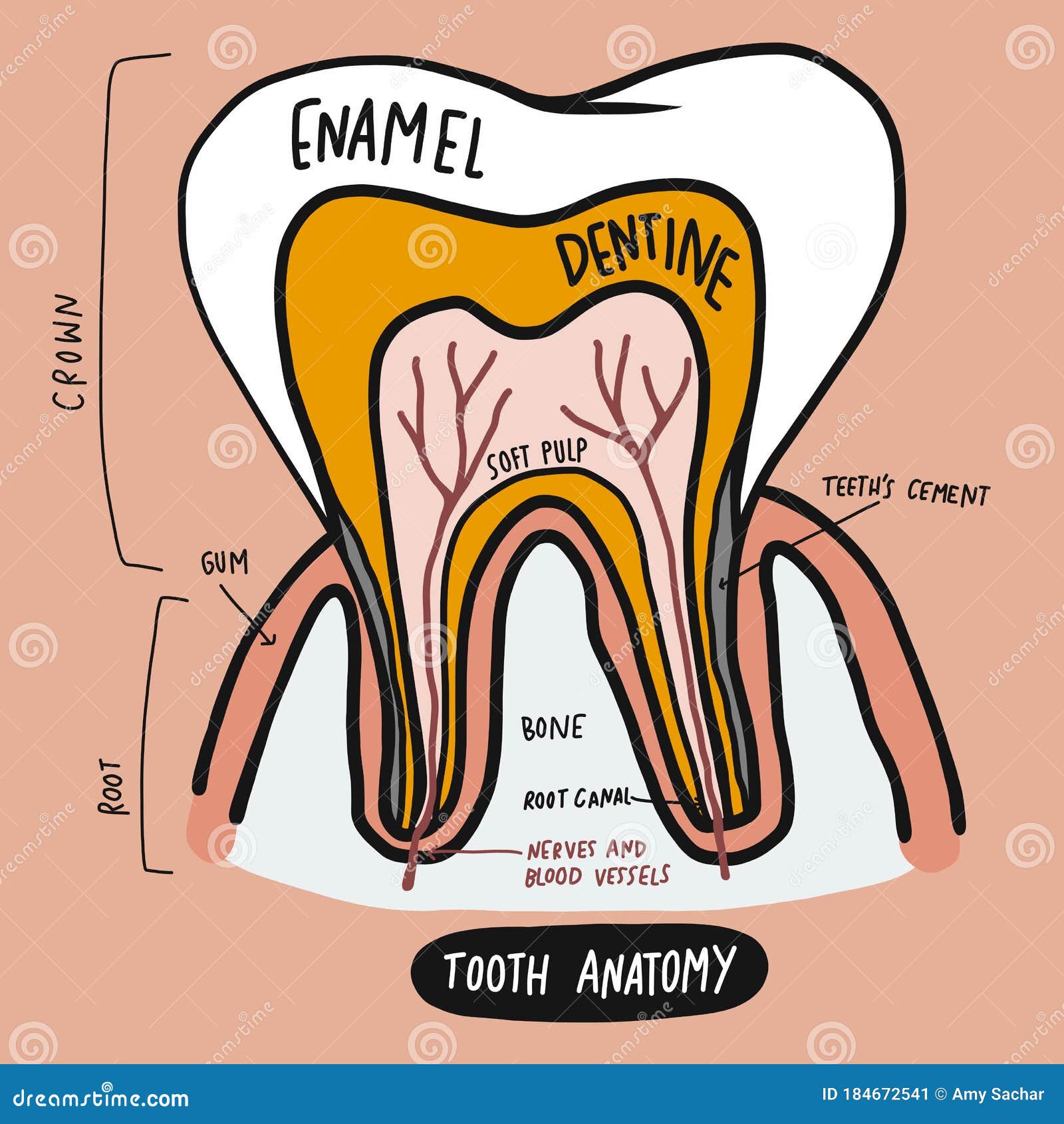 Tooth Anatomy Cartoon Stock Illustrations – 3,886 Tooth Anatomy Cartoon ...
