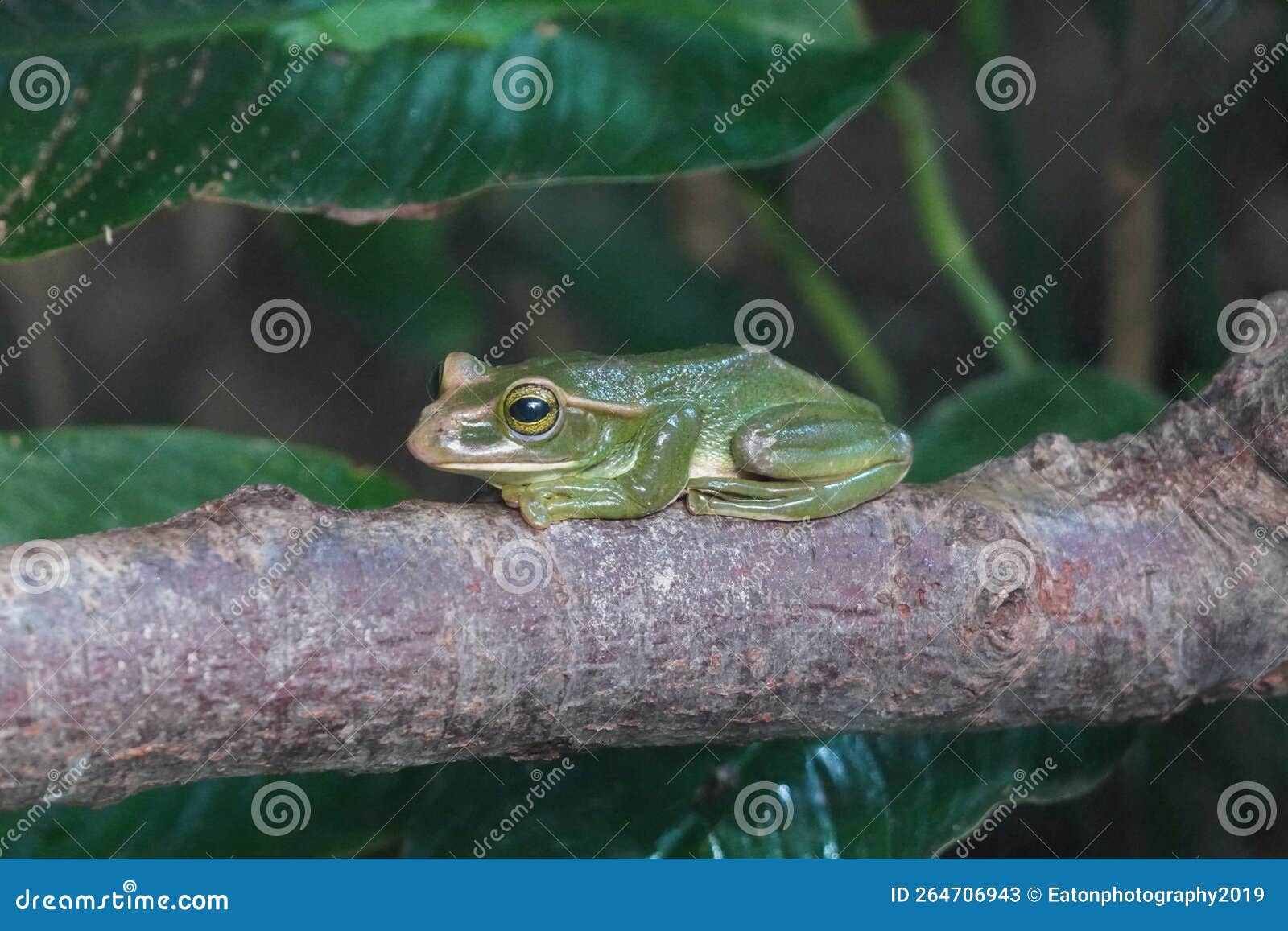 Fea S Flying Tree Frog Looking Out Stock Image - Image of abah ...