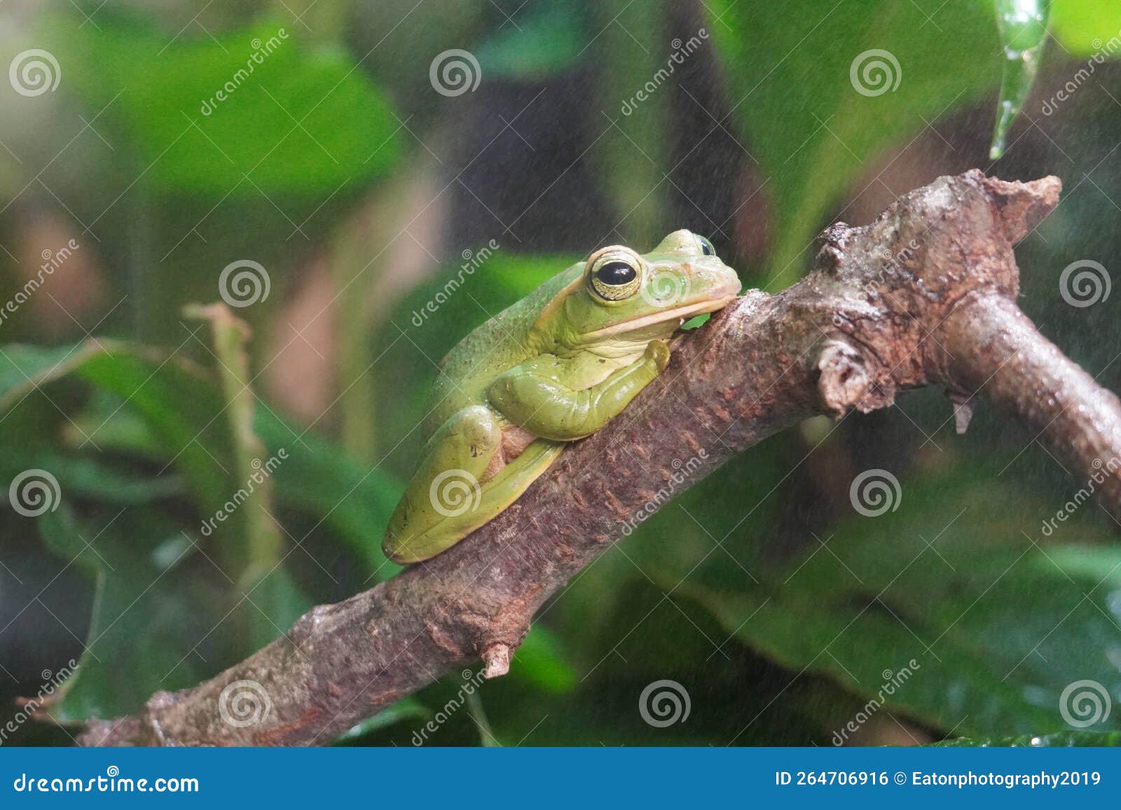 Fea S Flying Tree Frog Looking Out Stock Photo - Image of flying, wallace: 264706916