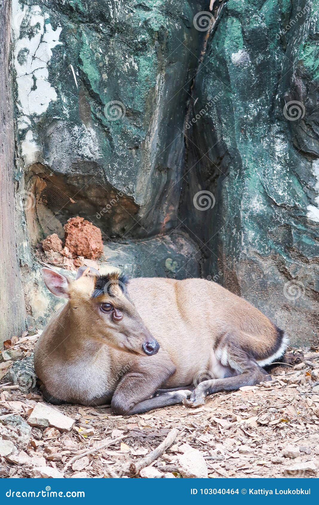 Fea`s Muntjac Sitting in the Zoo Stock Photo - Image of feas, male ...