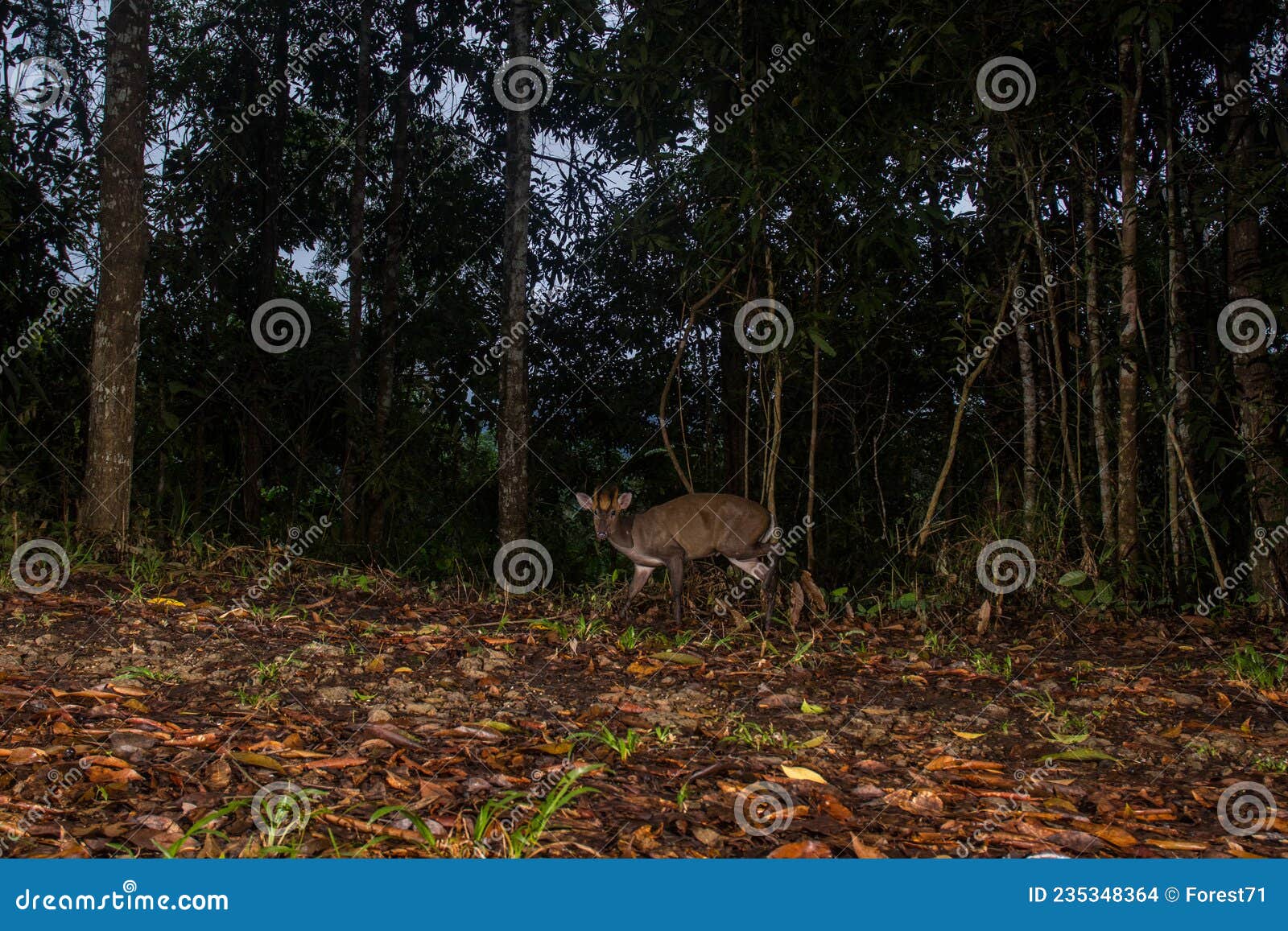 Fea`s Muntjac Tenasserim Muntjac in Forest Stock Photo - Image of ...