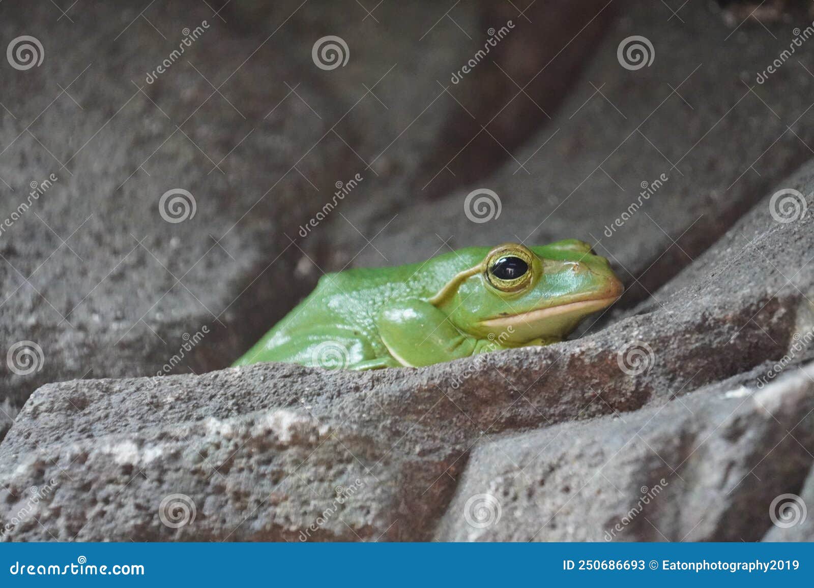 Fea’s Tree Frog Looking Out at the World Stock Image - Image of anura ...