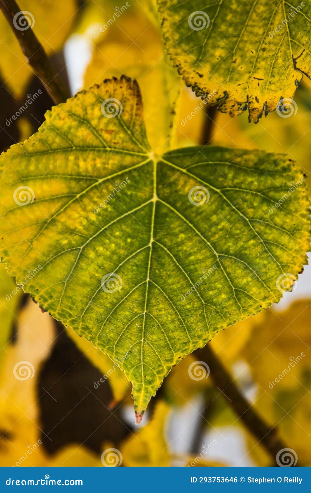 Broad-leaf Trees, Lynford Stag, Thetford Forest, Norfolk, England, UK ...