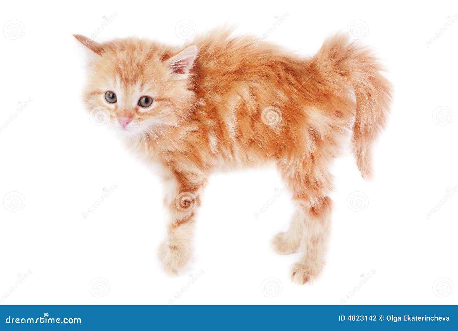Bristling Kitten Stock Photos - Free & Royalty-Free Stock Photos from ...
