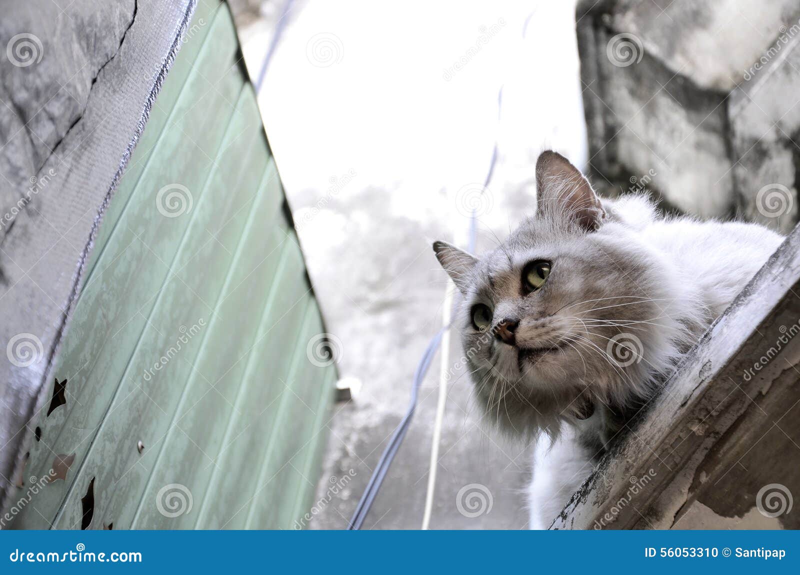 Fear Cat stock photo. Image of domestic, feline, kitty - 56053310