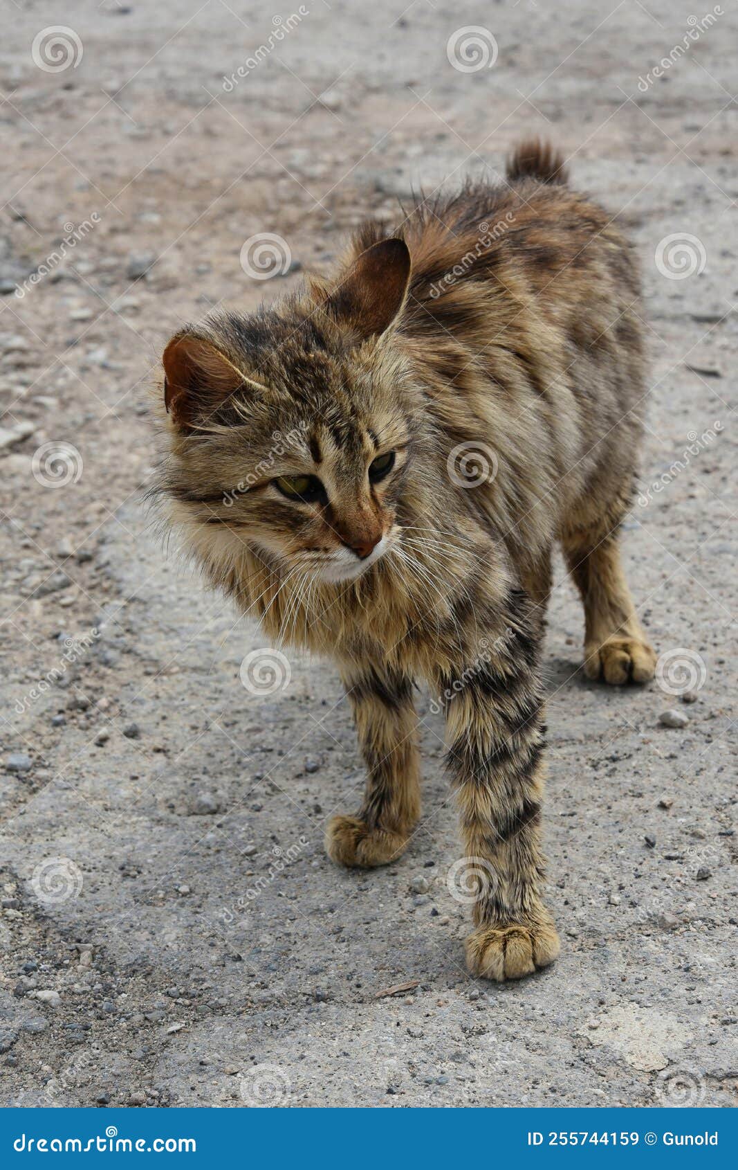 Fearful Little Undernourished Cat on the Road Stock Image - Image of ...
