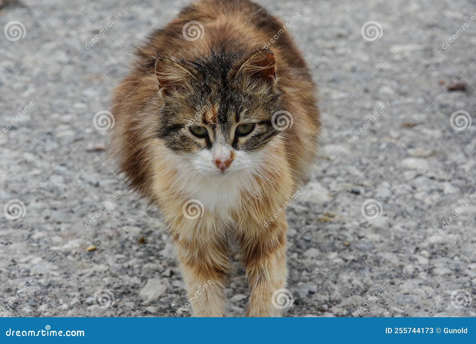 Fearful Little Undernourished Cat on the Road Stock Image - Image of ...