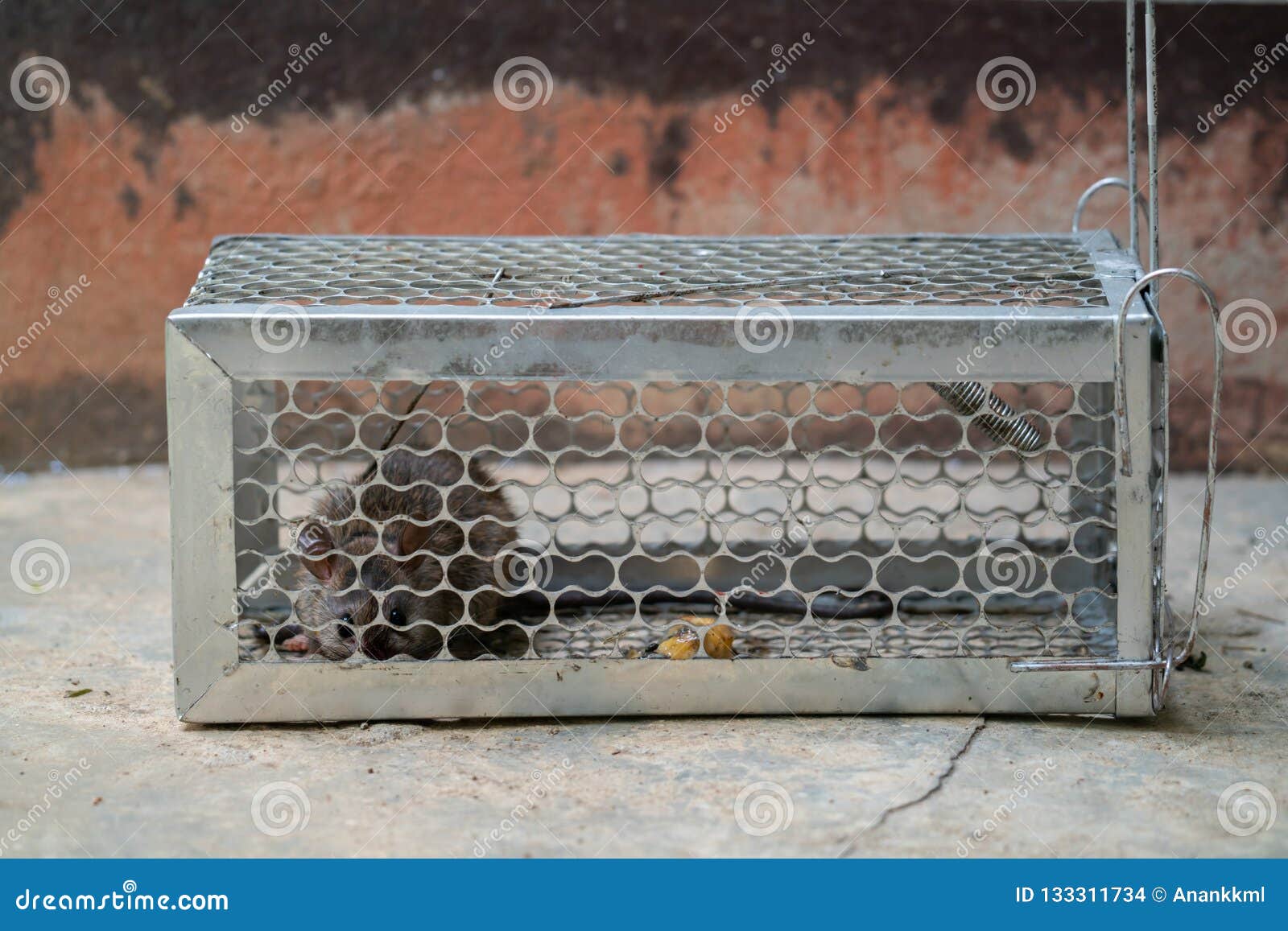 Rat trapped in a cage stock photo. Image of home, fearful - 133311734