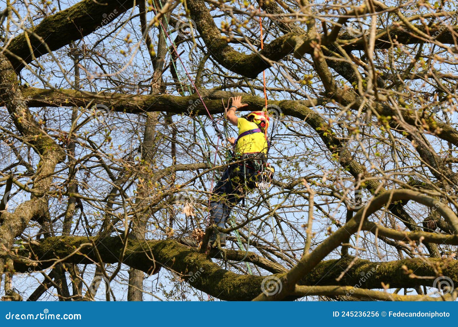 Gardener In Harness Climbing Up A Coconut Cocos Nucifera Palm Tree To ...